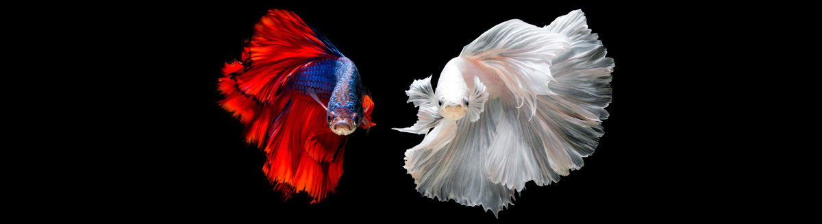 Fresh Water Fish - Petland Hillsboro, OH